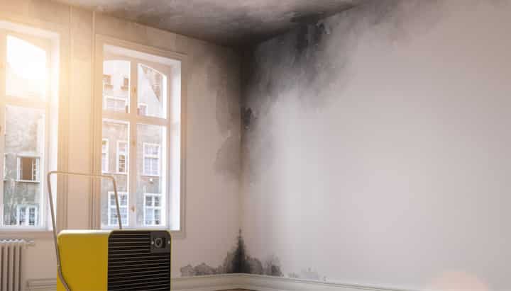 Mold Removal & Remediation Services Near Me In Charlottesville, VA